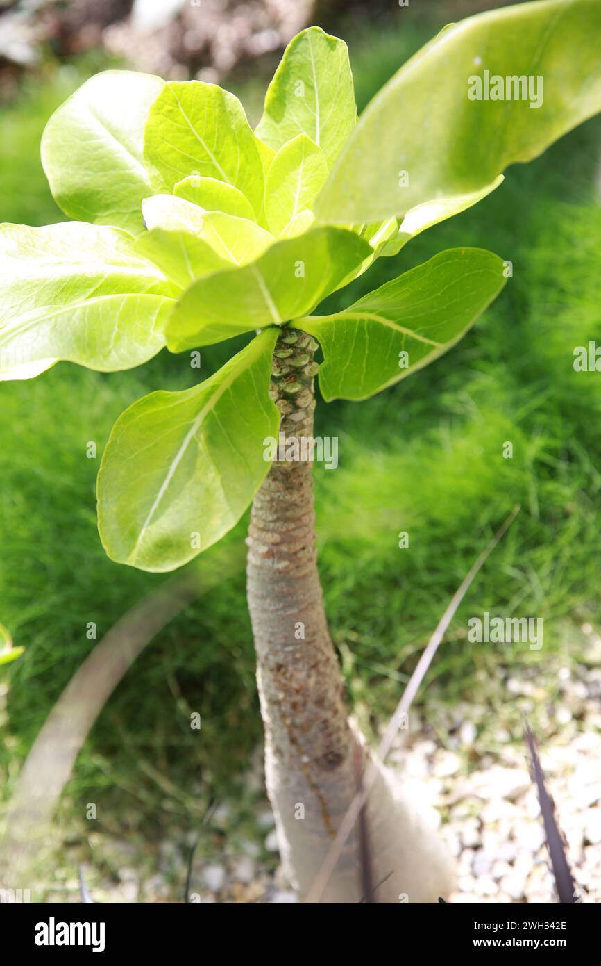 Brighamia insignis, Olulu, a rare plant Stock Photo - Alamy