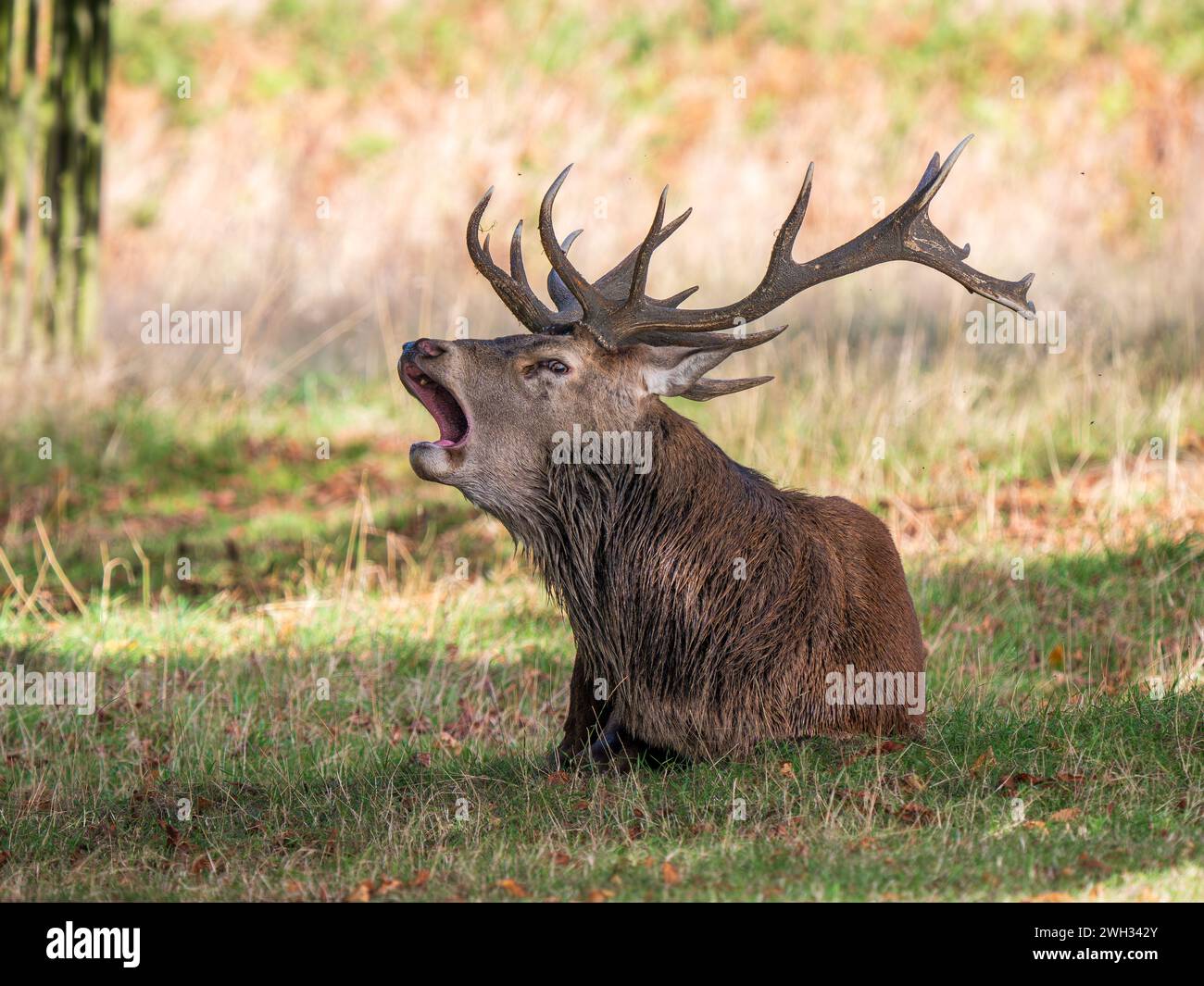 Rutting ground hi-res stock photography and images - Alamy