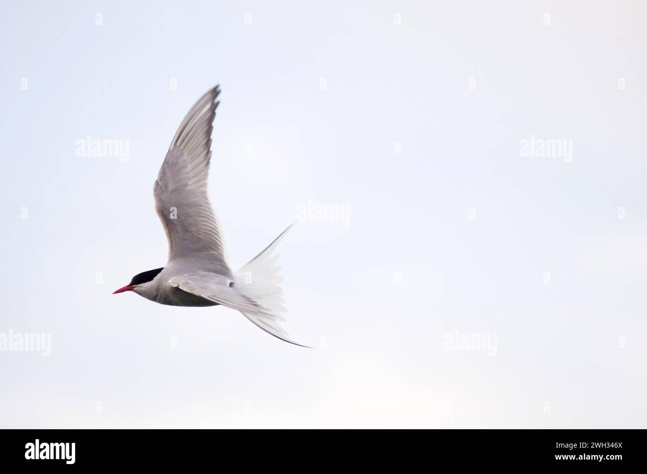 Arctic tern Sterna paradisaea in the beaufort sea around packice off ...