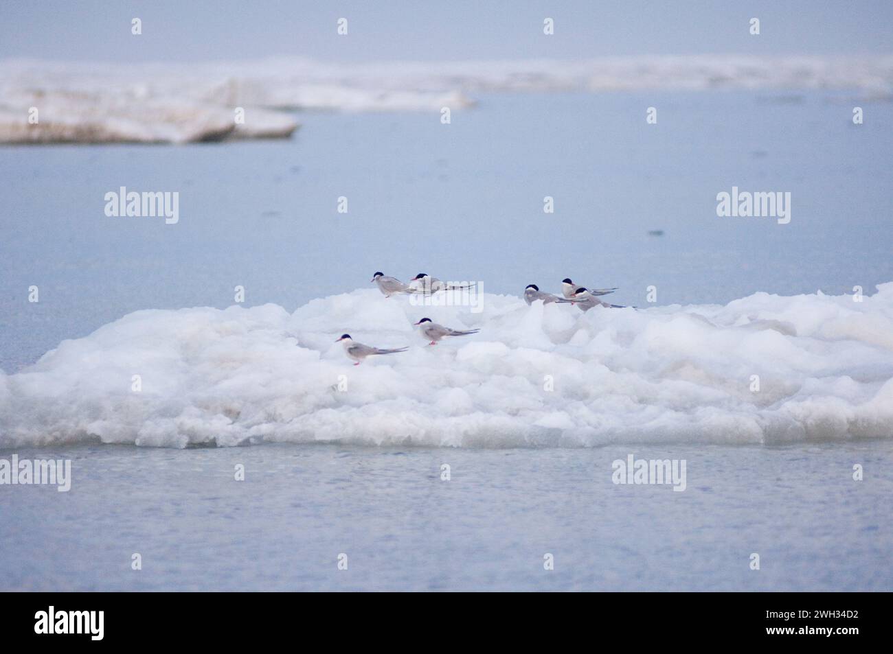 Arctic tern Sterna paradisaea in the beaufort sea around packice off ...