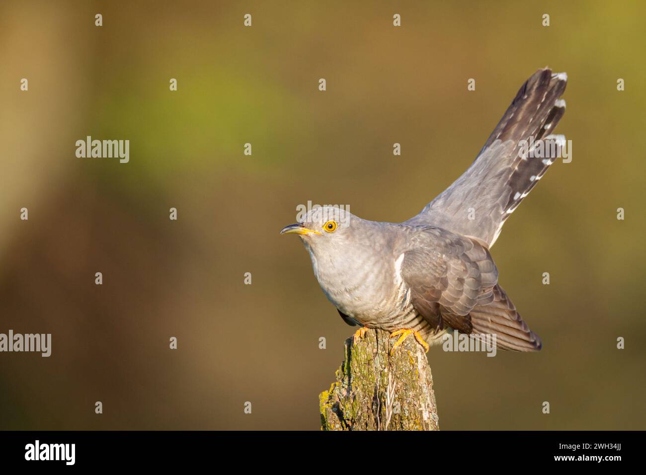 Cuckoo, Cuculus canorus, single bird - male on green background Stock ...