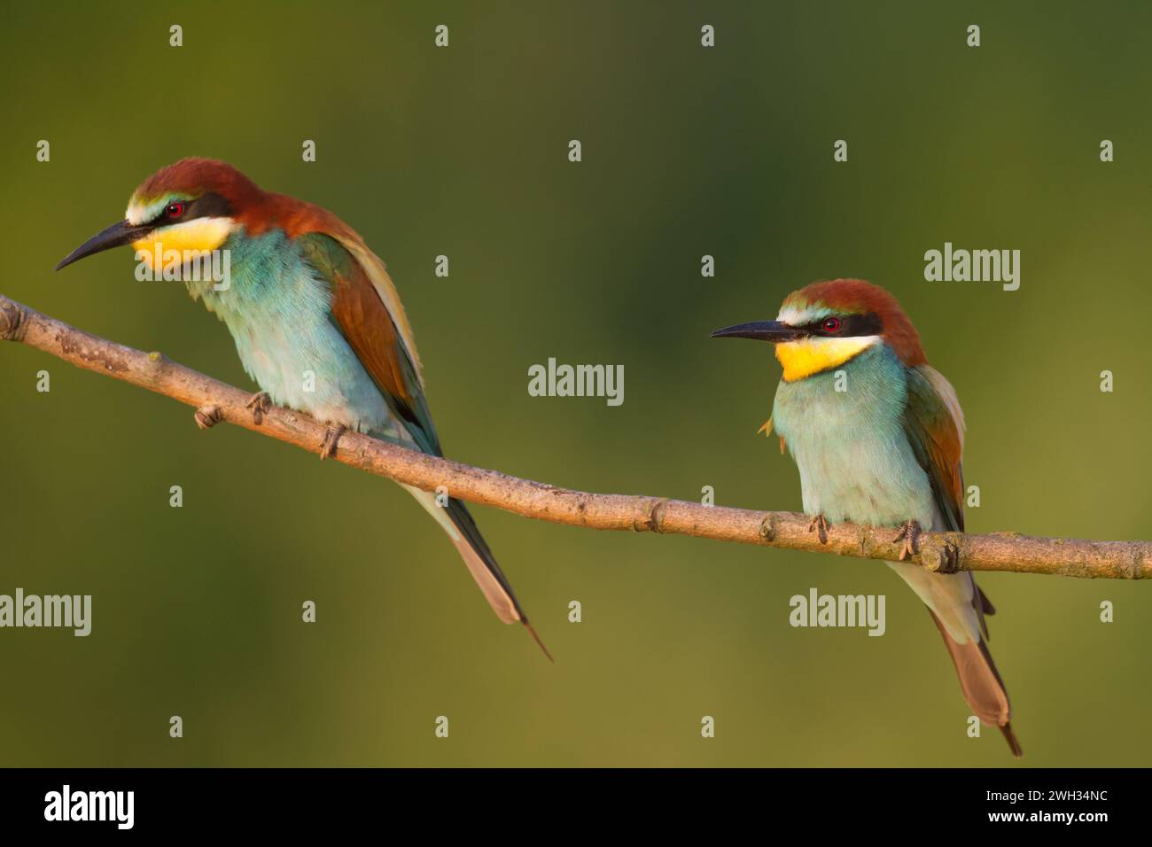 European Bee-Eater (Merops apiaster) perched on Branch near Breeding ...