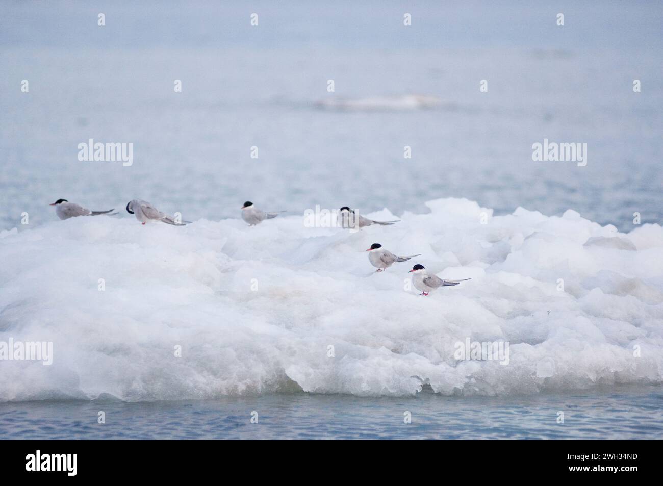 Arctic tern Sterna paradisaea in the beaufort sea around packice off ...