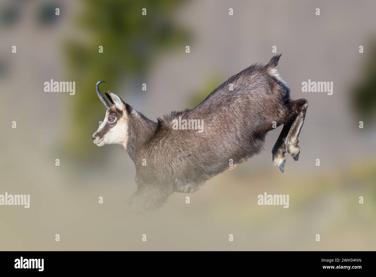 Side view of Jumping alpine chamois (Rupicapra rupicapra) on blurred ...