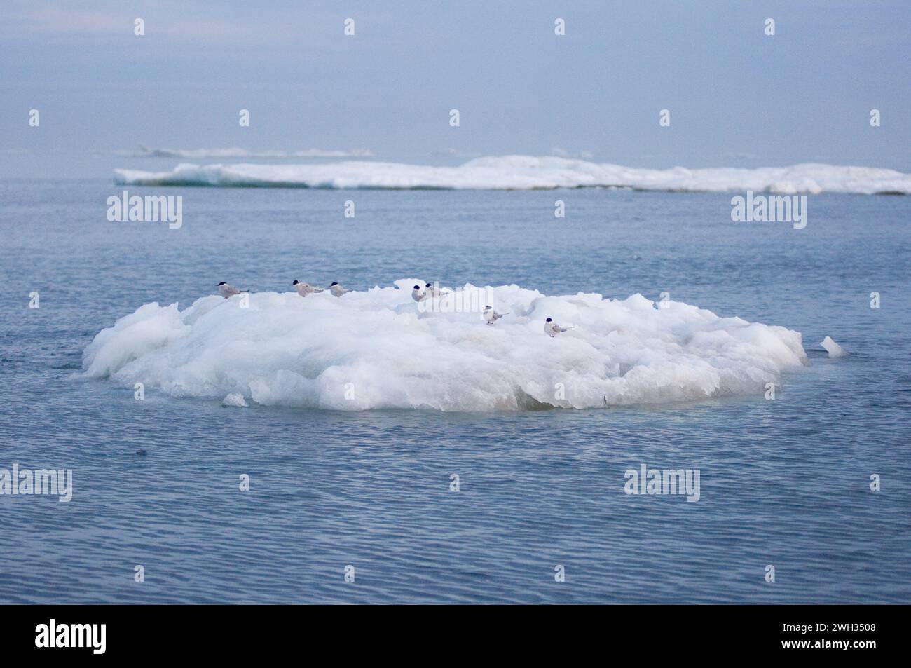 Arctic tern Sterna paradisaea in the beaufort sea around packice off ...