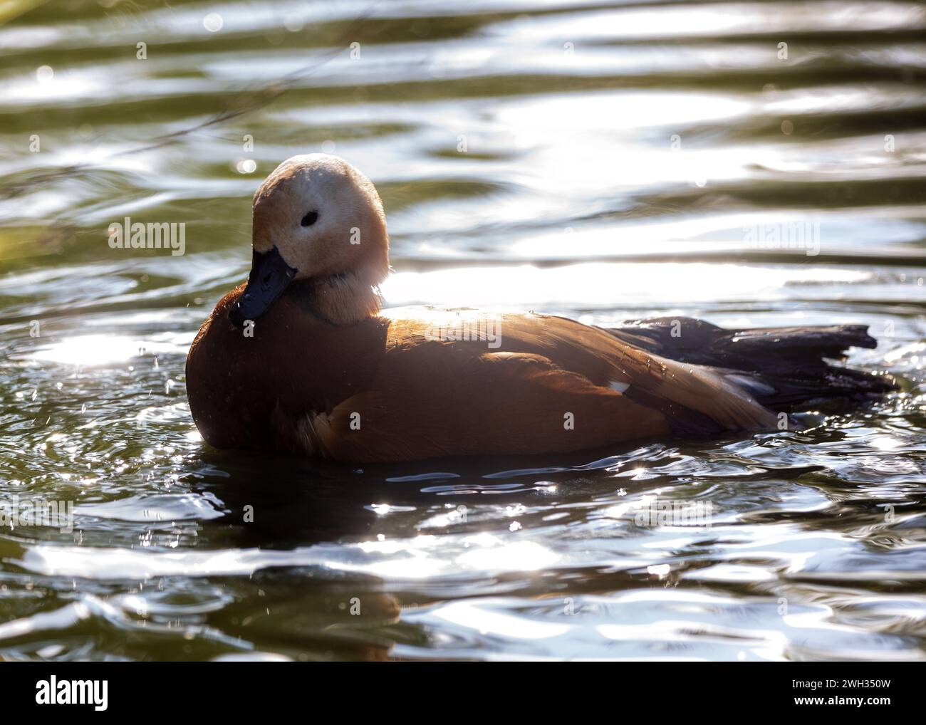 Distinctive rust colored plumage hi-res stock photography and images ...