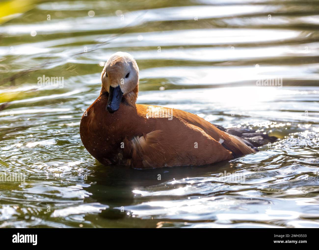 Distinctive rust colored plumage hi-res stock photography and images ...