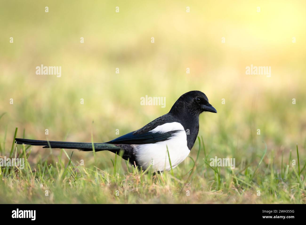 Bird - Common magpie Pica pica, very smart and clever bird with black ...