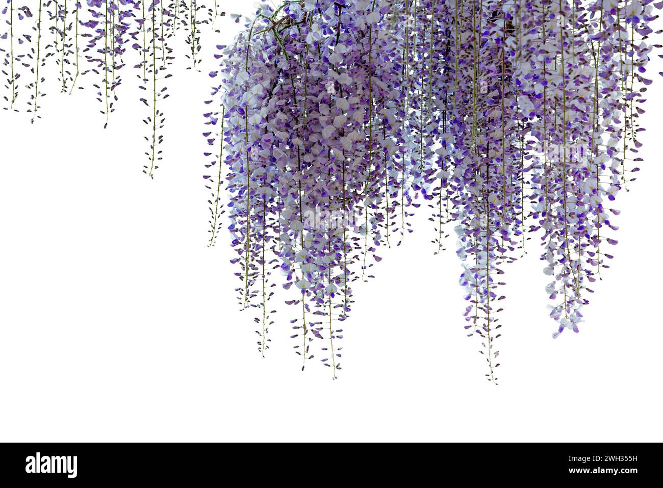 Wisteria flowering branch isolated on white with clipping path included ...