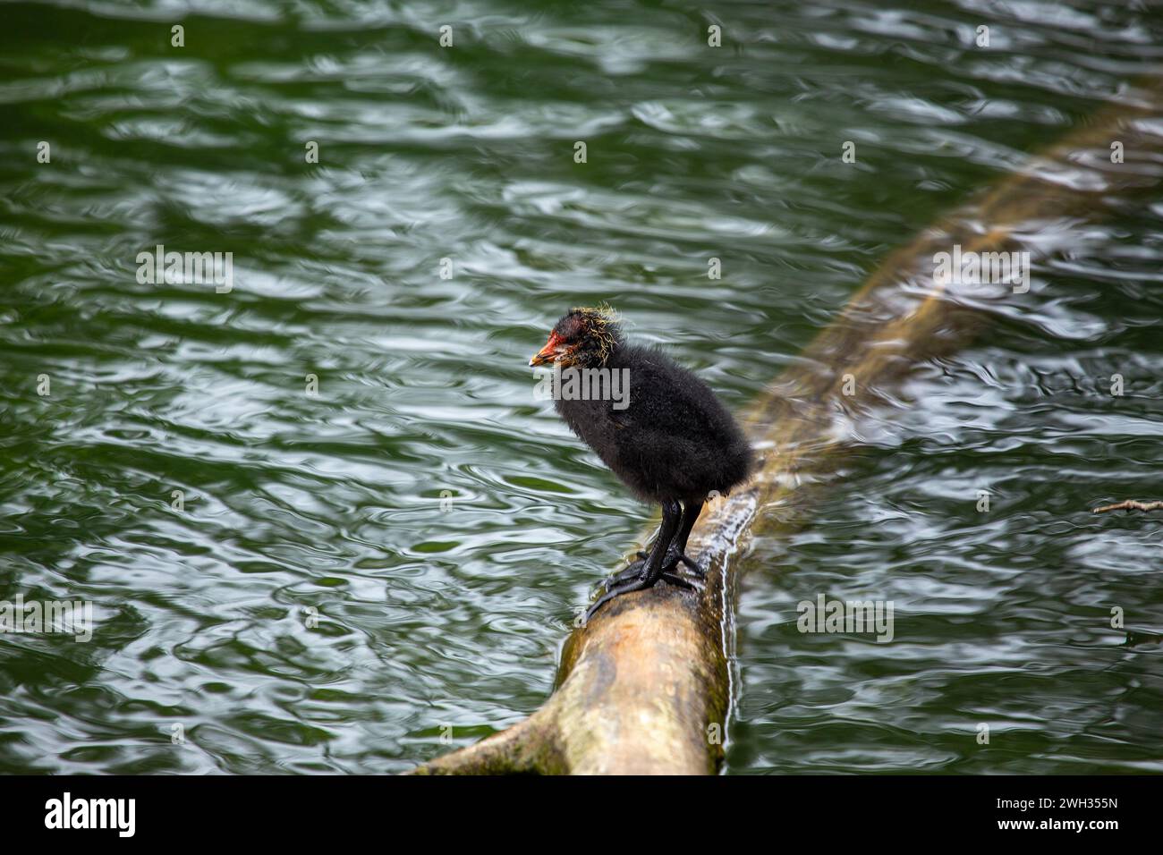 The Moorhen, often seen in Phoenix Park, Dublin, Ireland, is a ...