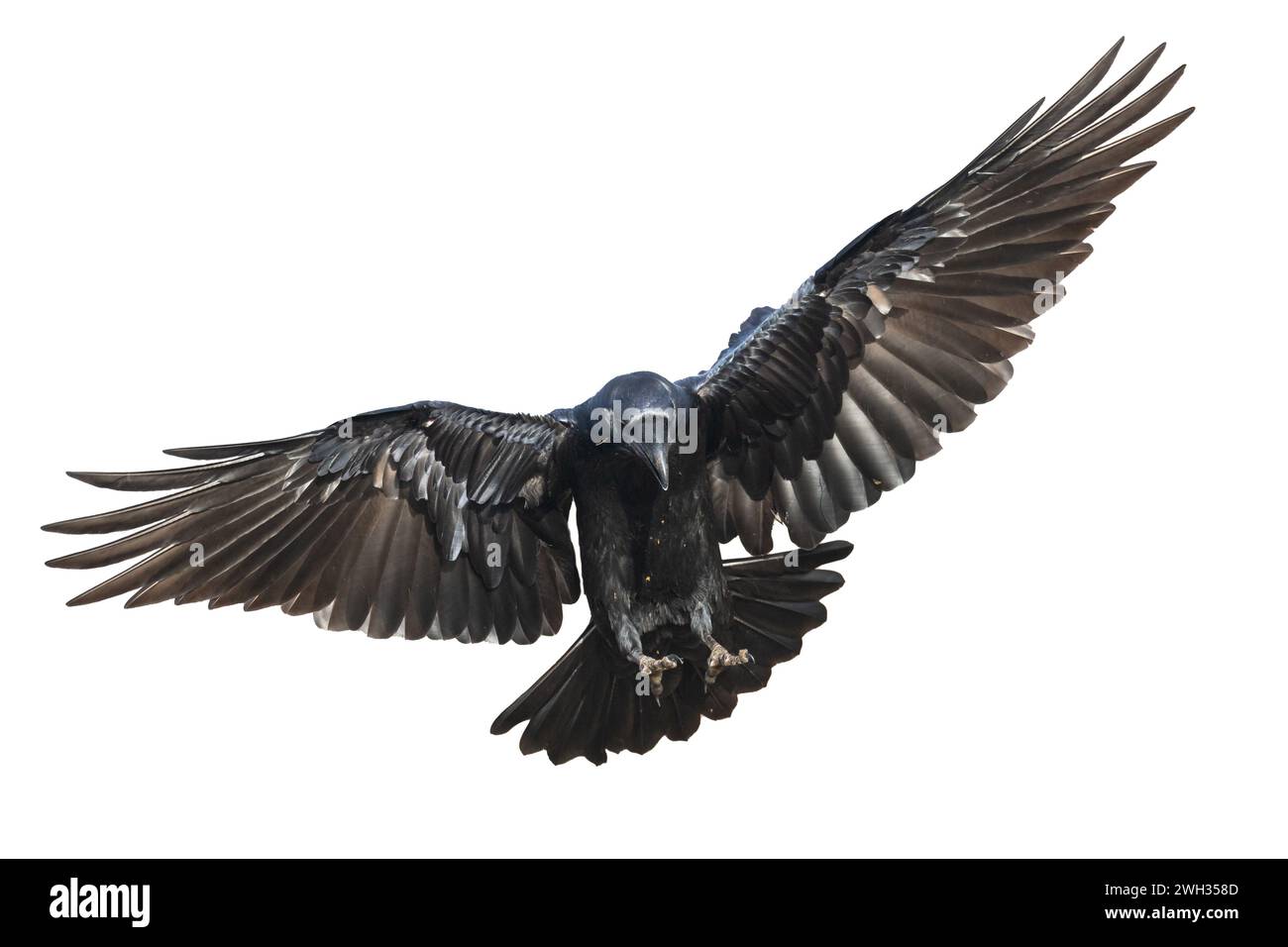 Birds flying ravens isolated on white background Corvus corax ...