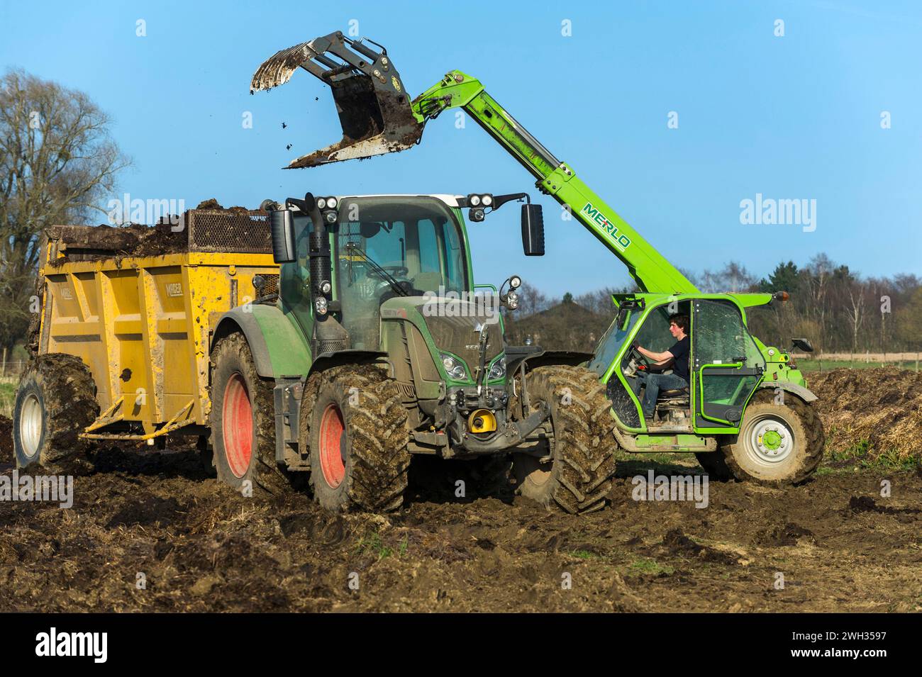 Collecting fertilizer in a tractor for manure spreading in the fields ...