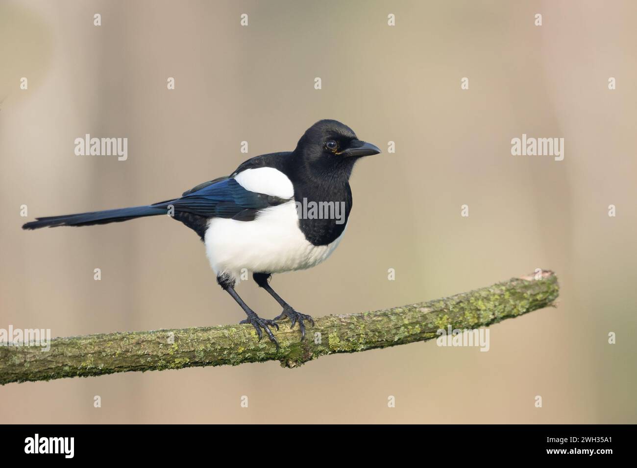 Bird - Common magpie Pica pica, very smart and clever bird with black ...