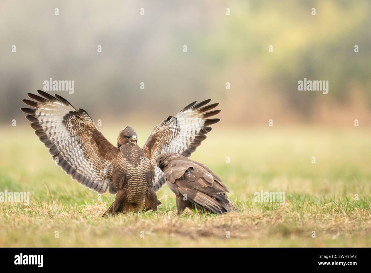 landing Common buzzard Buteo buteo in the fields buzzards in natural ...