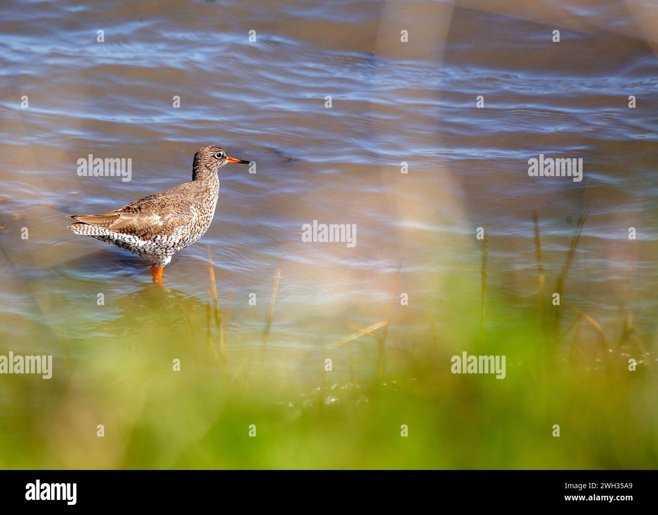 The Redshank, Tringa totanus, observed in Clontarf, Dublin, Ireland, is ...