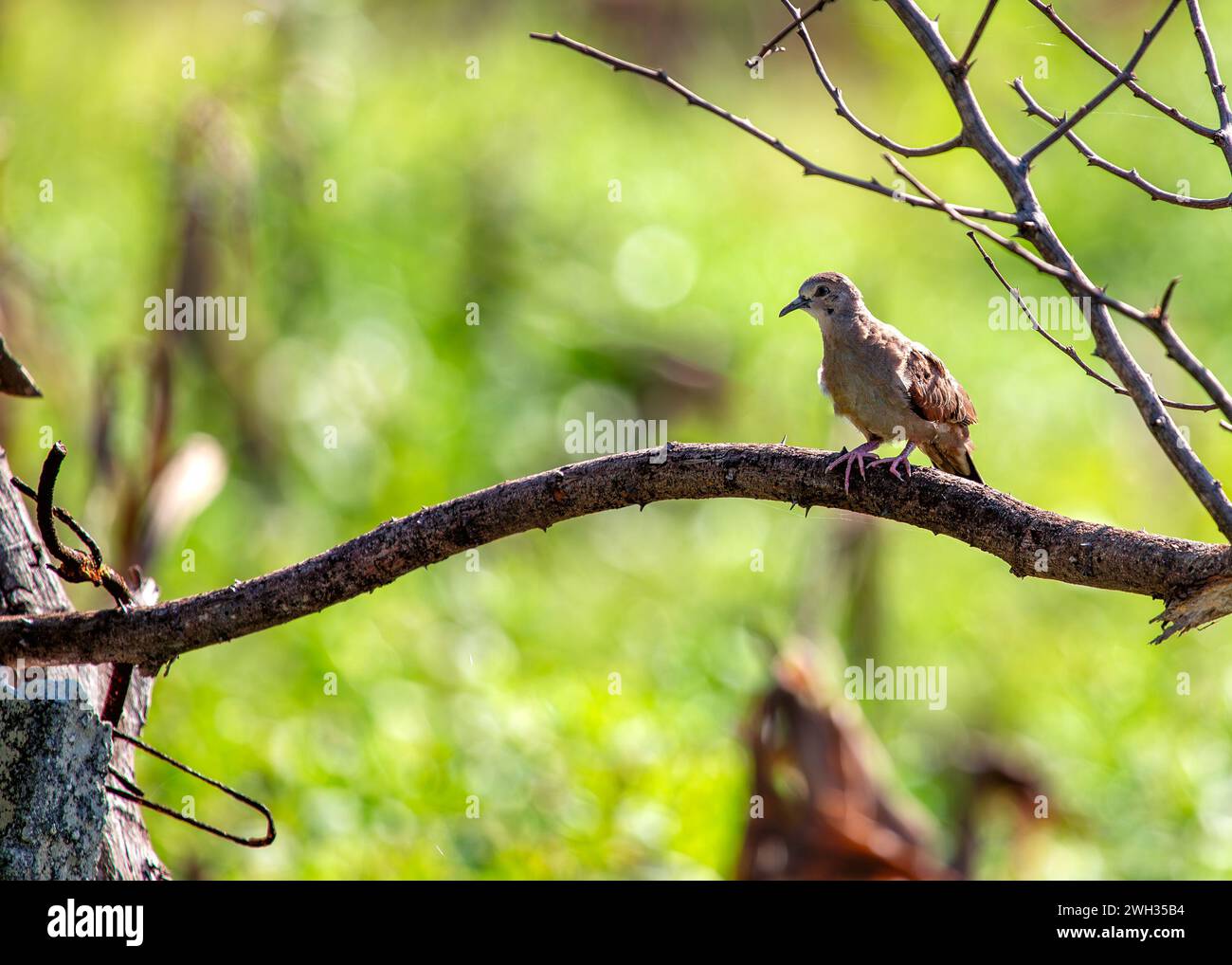 The Ruddy Ground Dove, Columbina talpacoti, found in Trinidad and ...