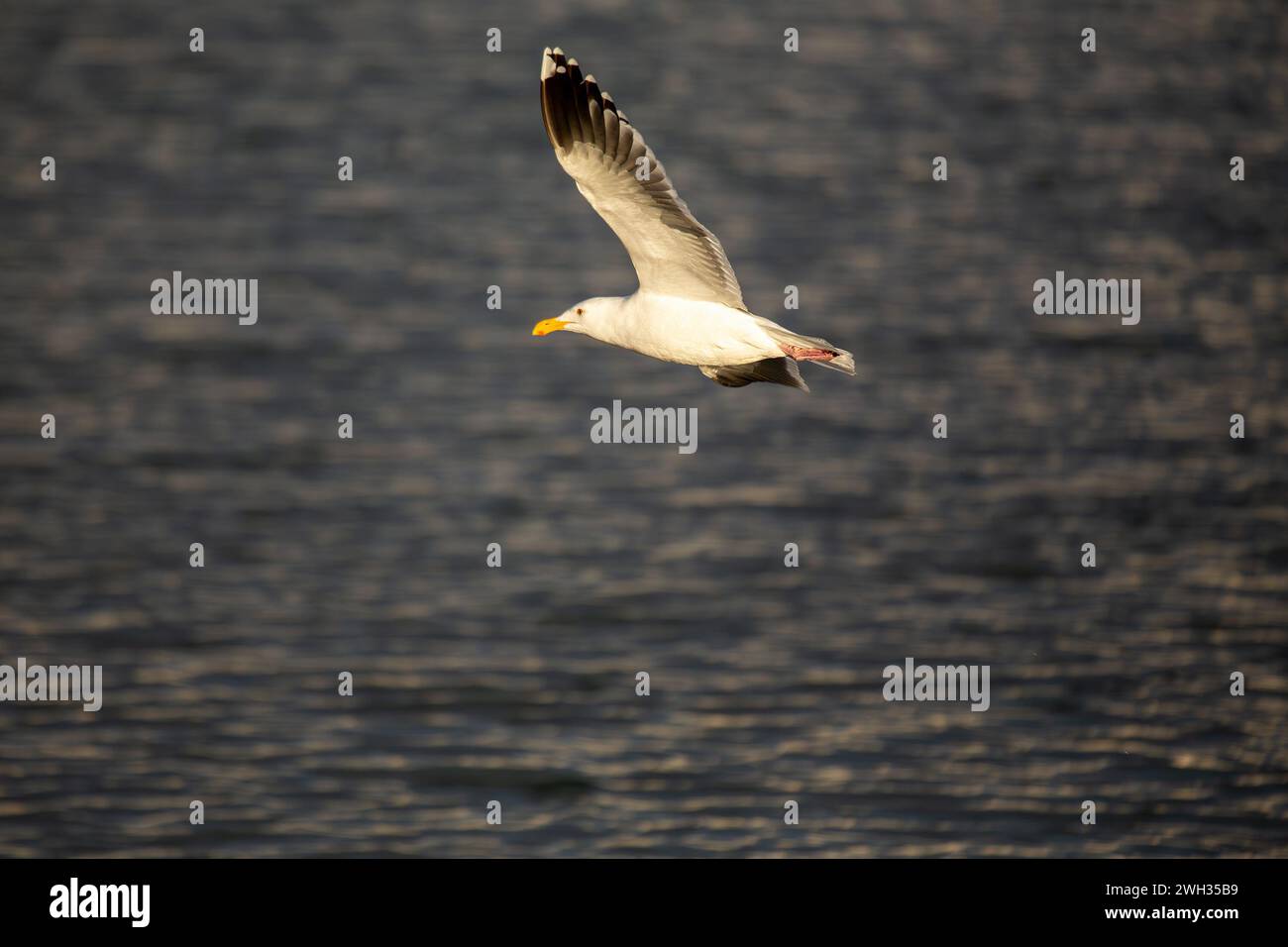 Rare marine sighting hi-res stock photography and images - Alamy