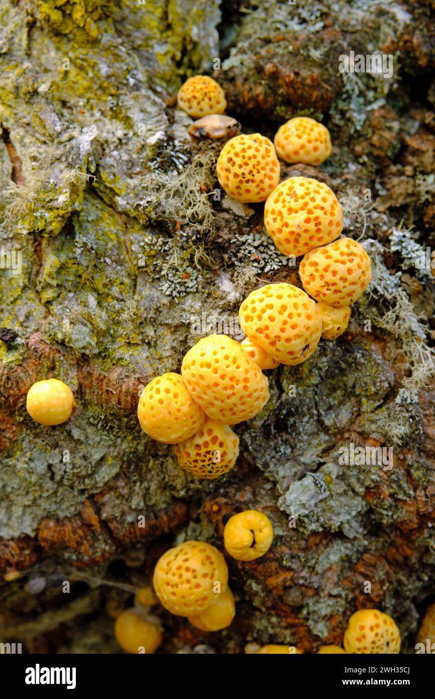 Darwin's fungus Cyttaria darwinii growing on the host Nothofagus tree ...