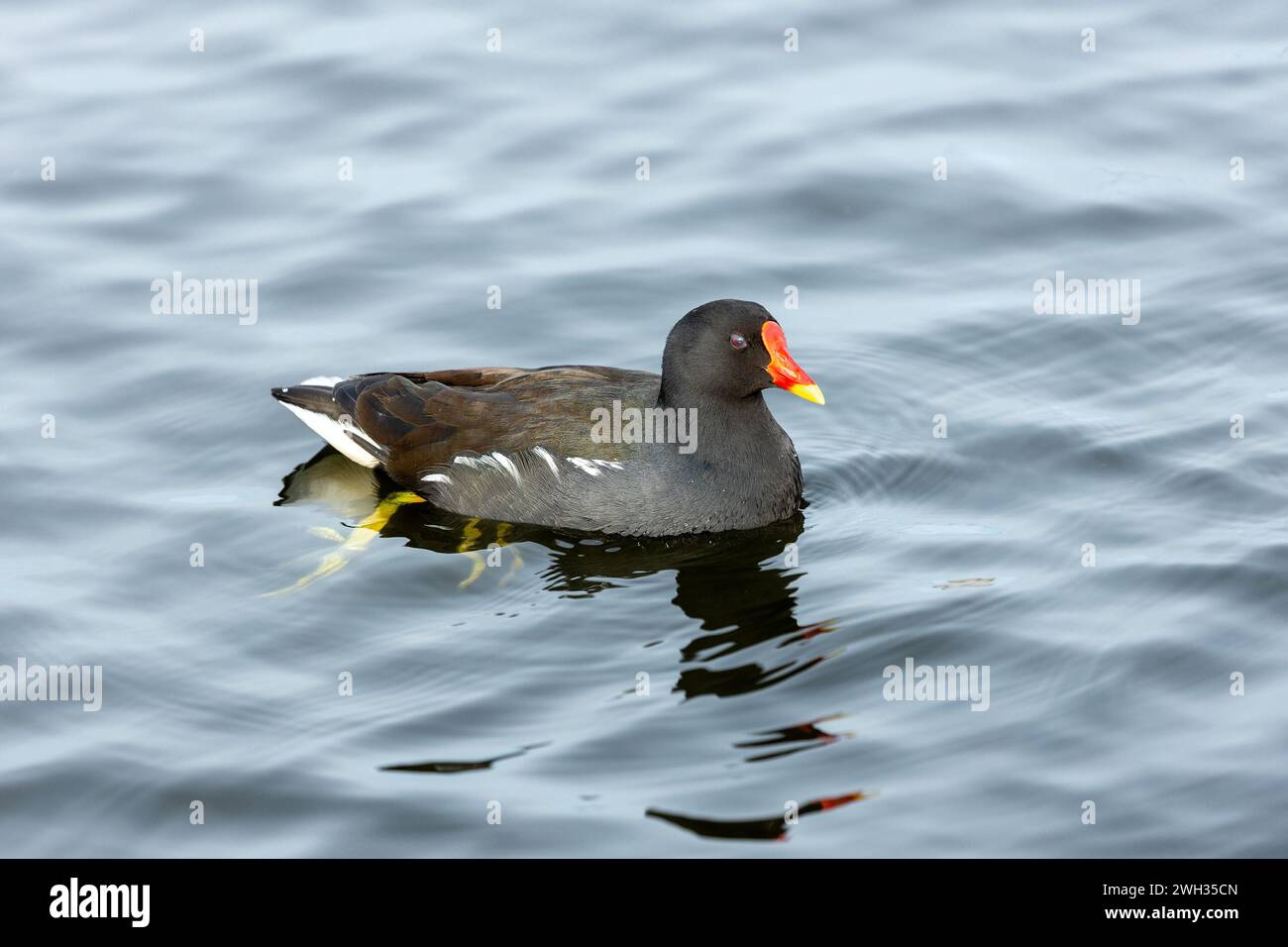 The Moorhen, often seen in Phoenix Park, Dublin, Ireland, is a ...