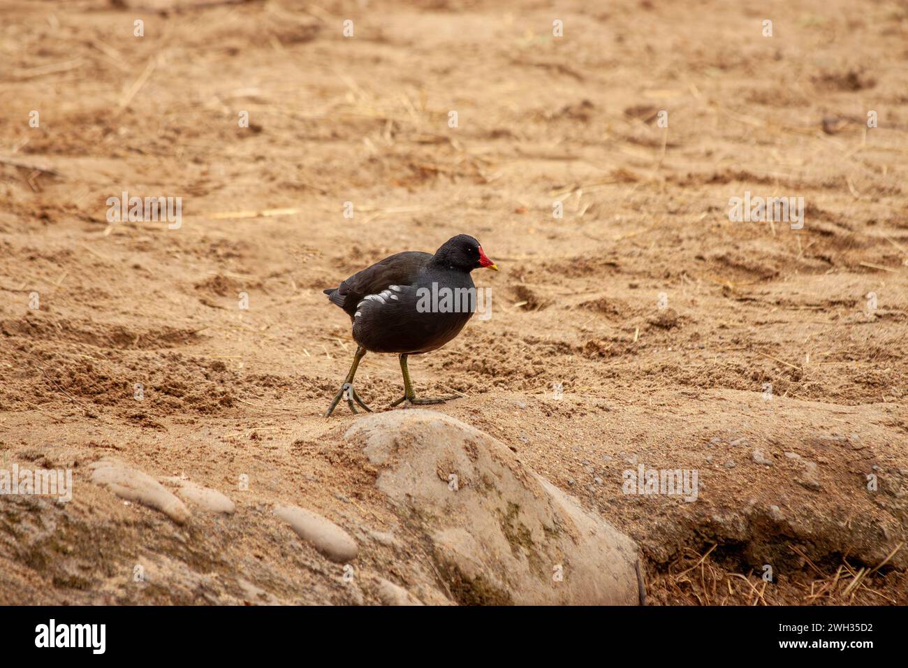 The Moorhen, often seen in Phoenix Park, Dublin, Ireland, is a ...