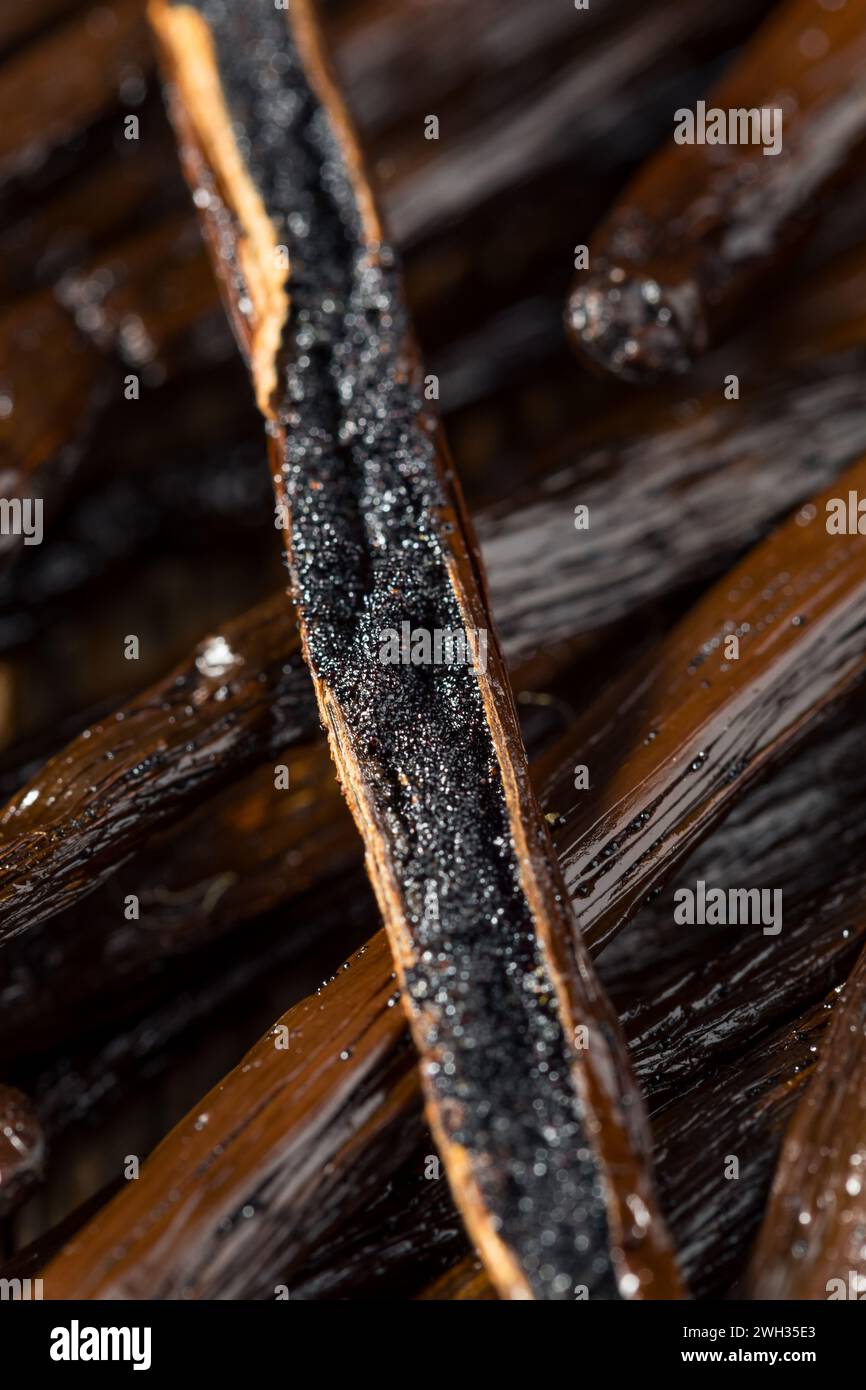 Organic Raw Madagascar Vanilla Beans in a Bunch Stock Photo - Alamy