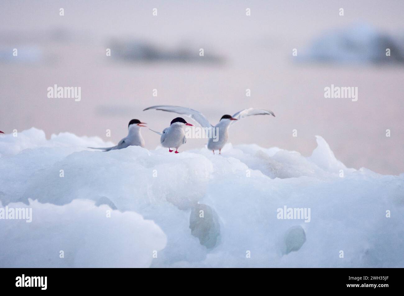 Arctic tern Sterna paradisaea in the beaufort sea around packice off ...