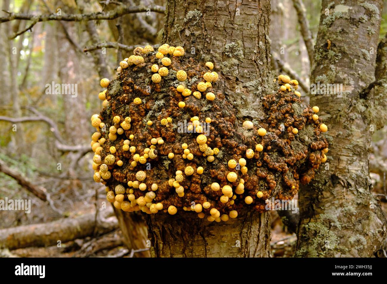 Darwin's fungus Cyttaria darwinii growing on the host Nothofagus tree ...