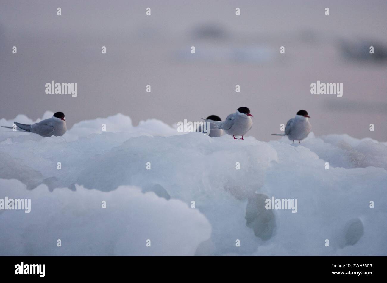 Arctic tern Sterna paradisaea in the beaufort sea around packice off ...