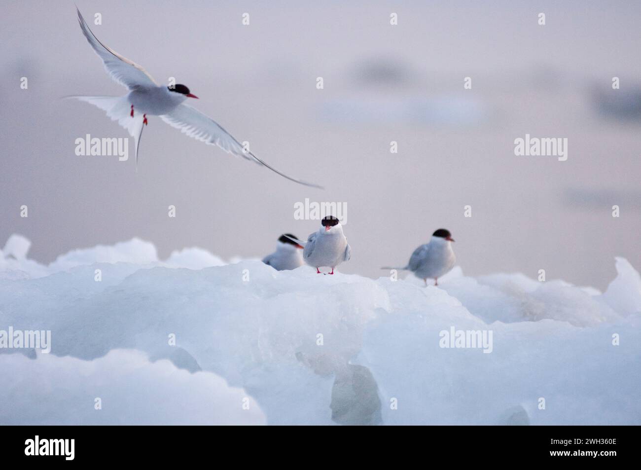 Arctic tern Sterna paradisaea in the beaufort sea around packice off ...