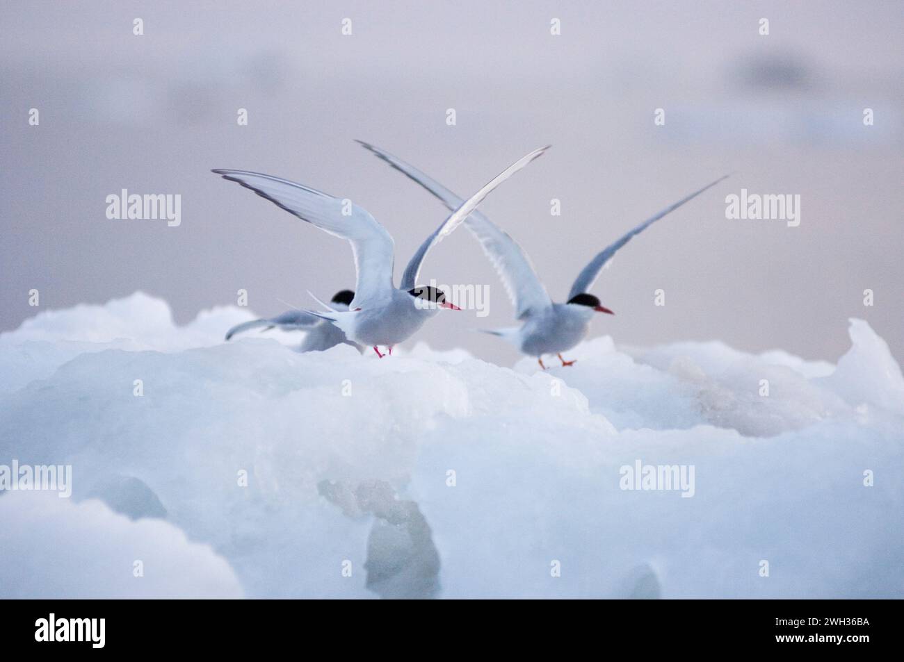 Arctic tern Sterna paradisaea in the beaufort sea around packice off ...