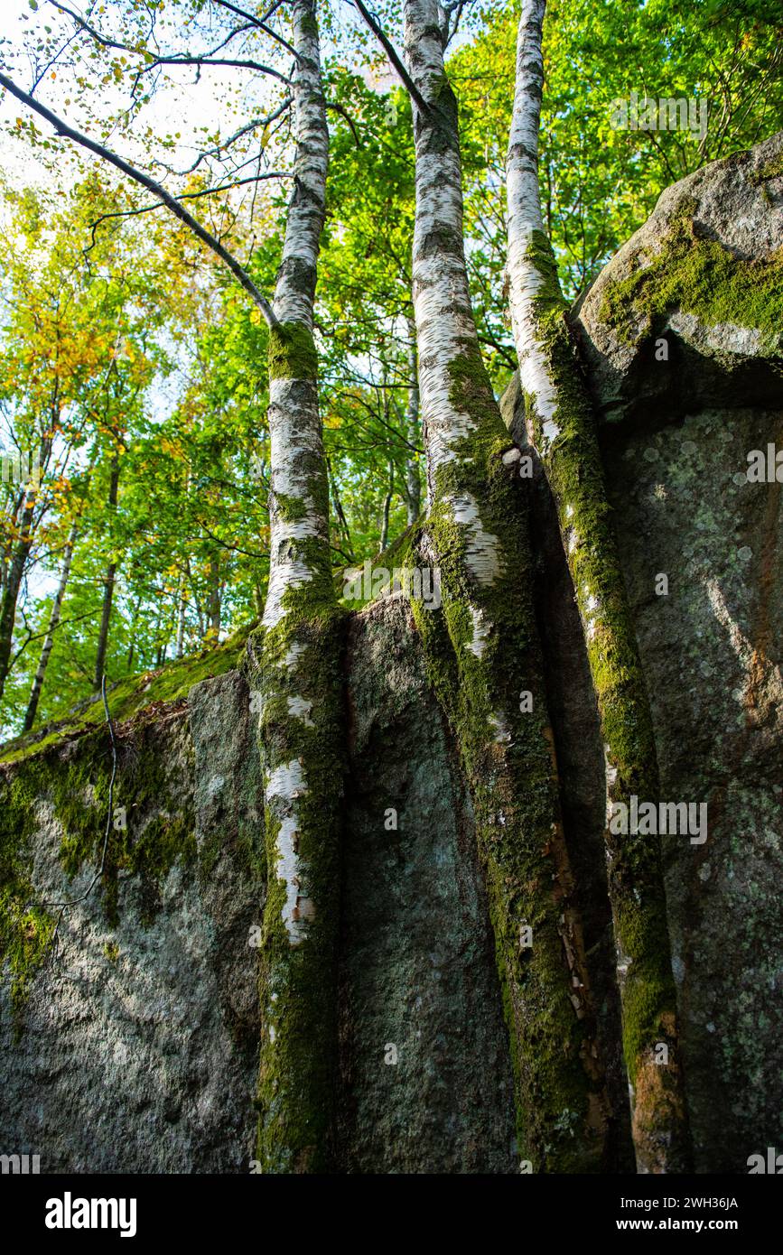 Three green birch leaves hi-res stock photography and images - Alamy