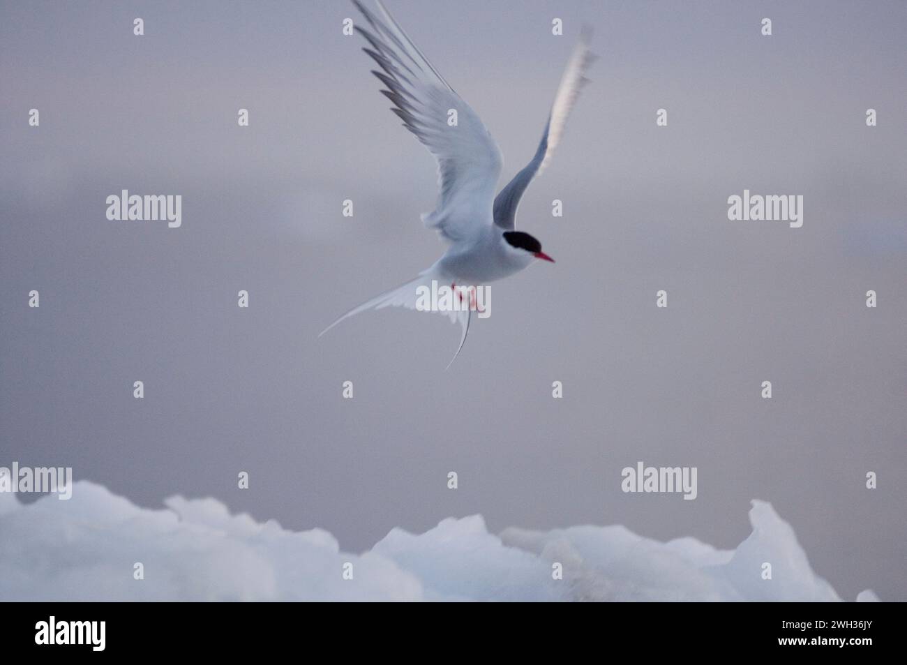 Arctic tern Sterna paradisaea in the beaufort sea around packice off ...