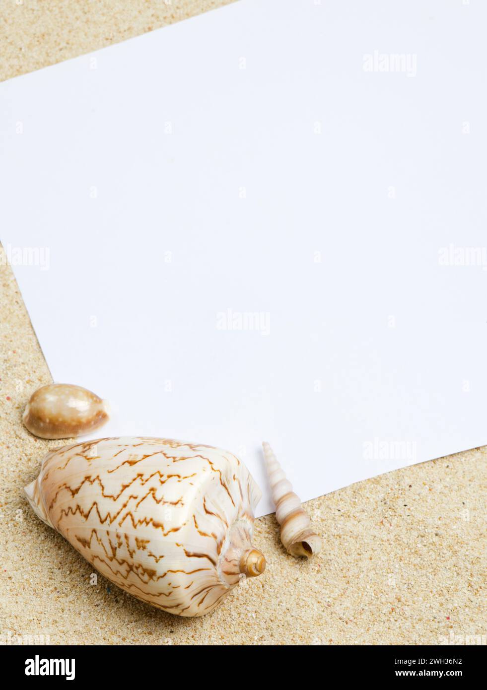 Blank paper on white beach sand with conchs shells background Stock ...