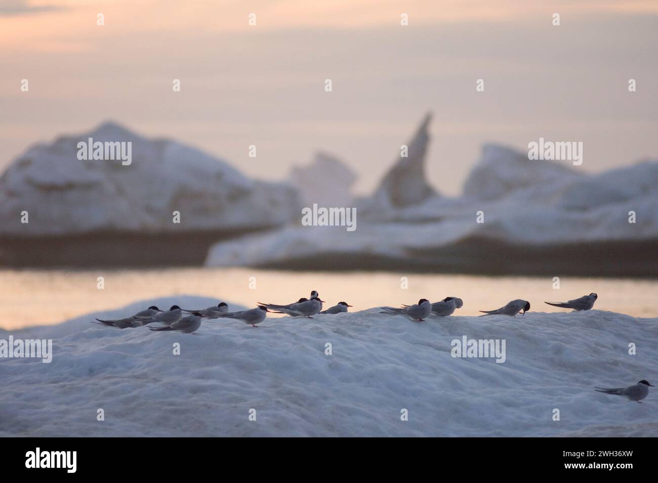 Arctic tern Sterna paradisaea in the beaufort sea around packice off ...