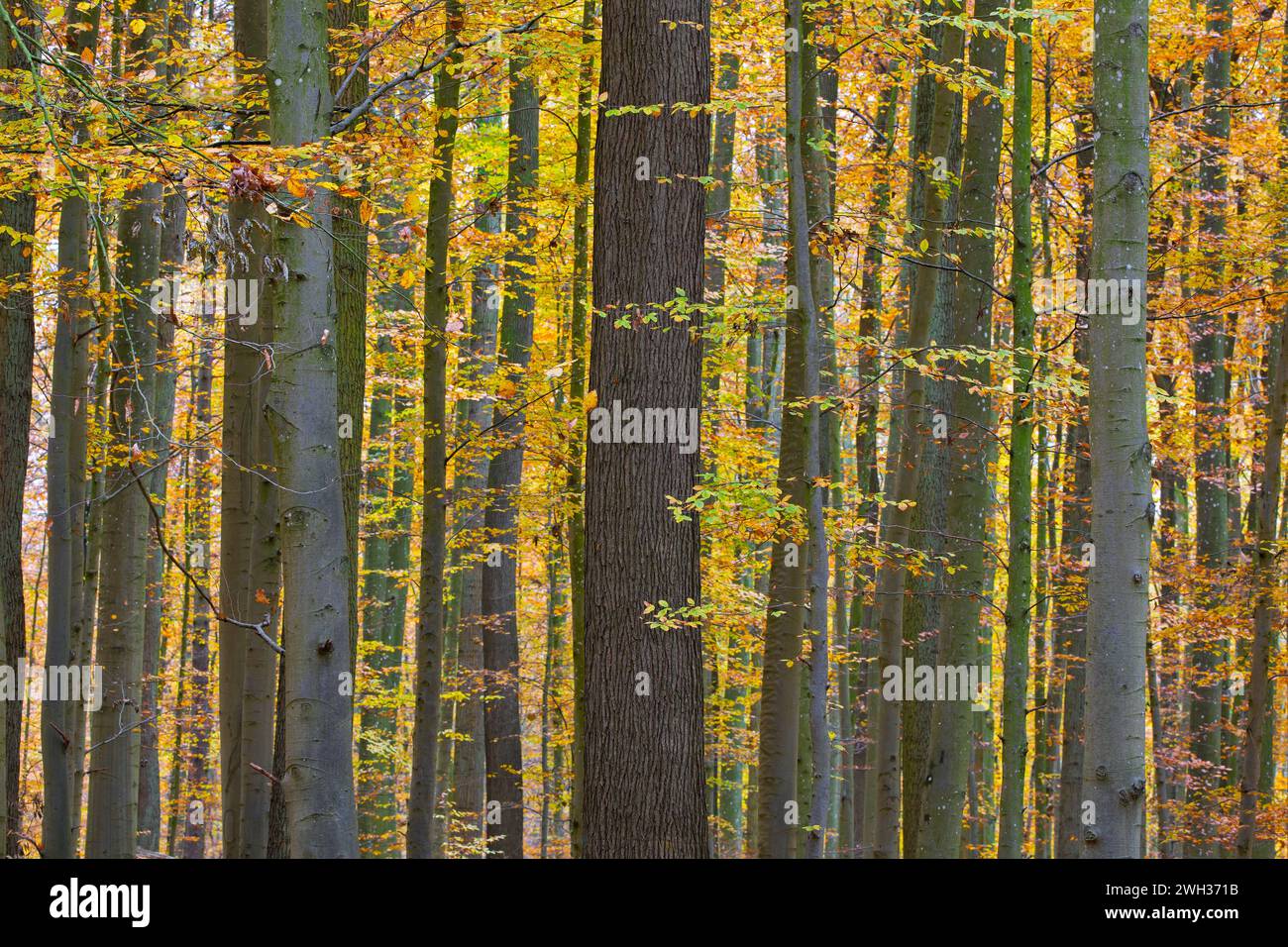 European beeches (Fagus sylvatica) / common beech trees showing foliage ...