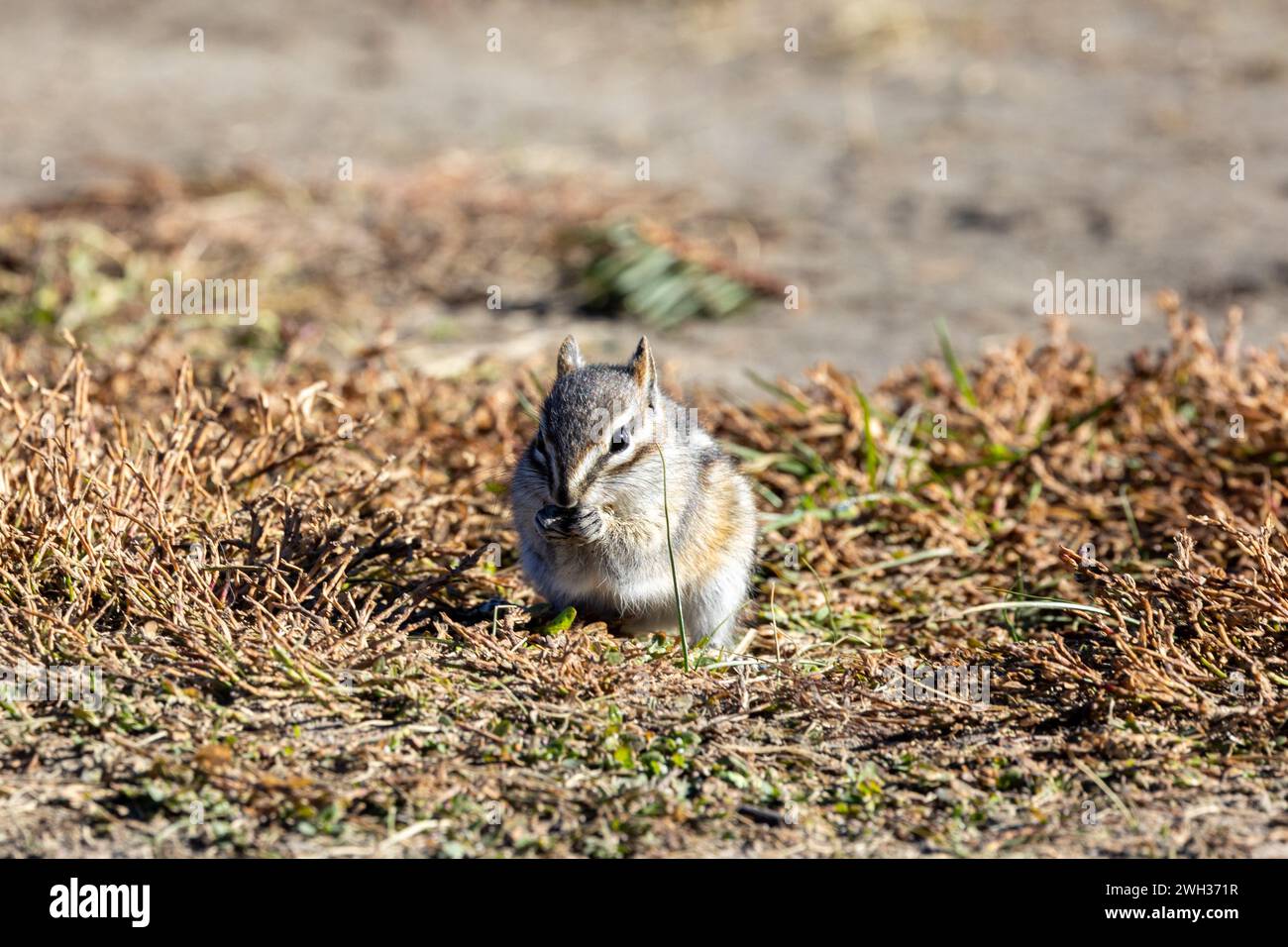 Close up chipmunk standing hi-res stock photography and images - Alamy