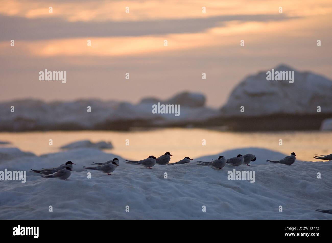 Arctic tern Sterna paradisaea in the beaufort sea around packice off ...