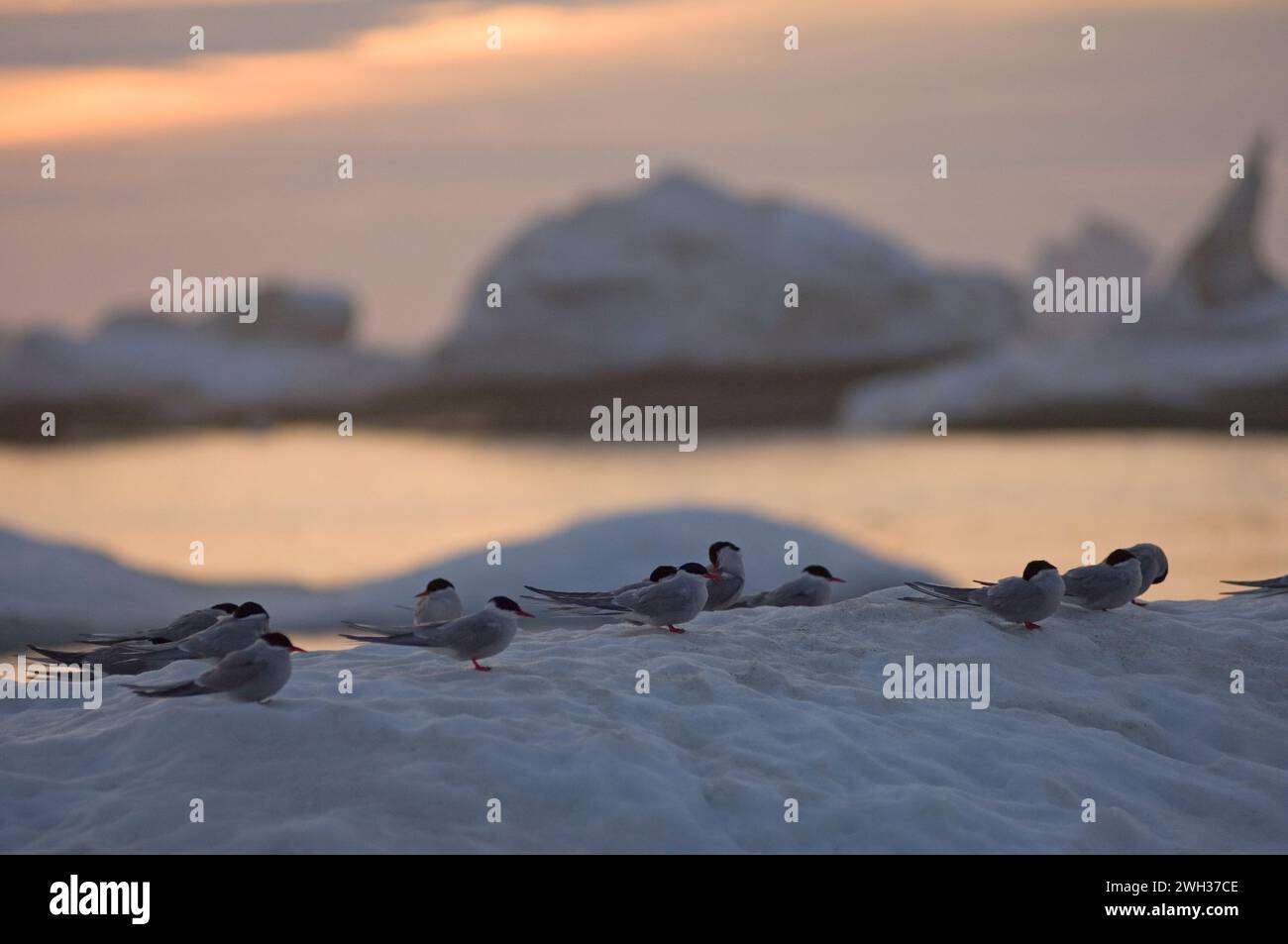 Arctic tern Sterna paradisaea in the beaufort sea around packice off ...