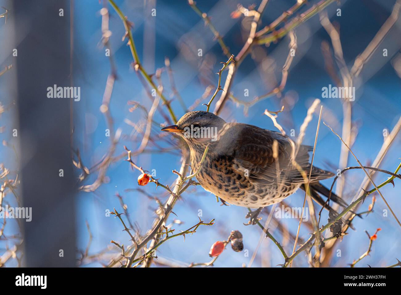 Eating a berry hi-res stock photography and images - Alamy