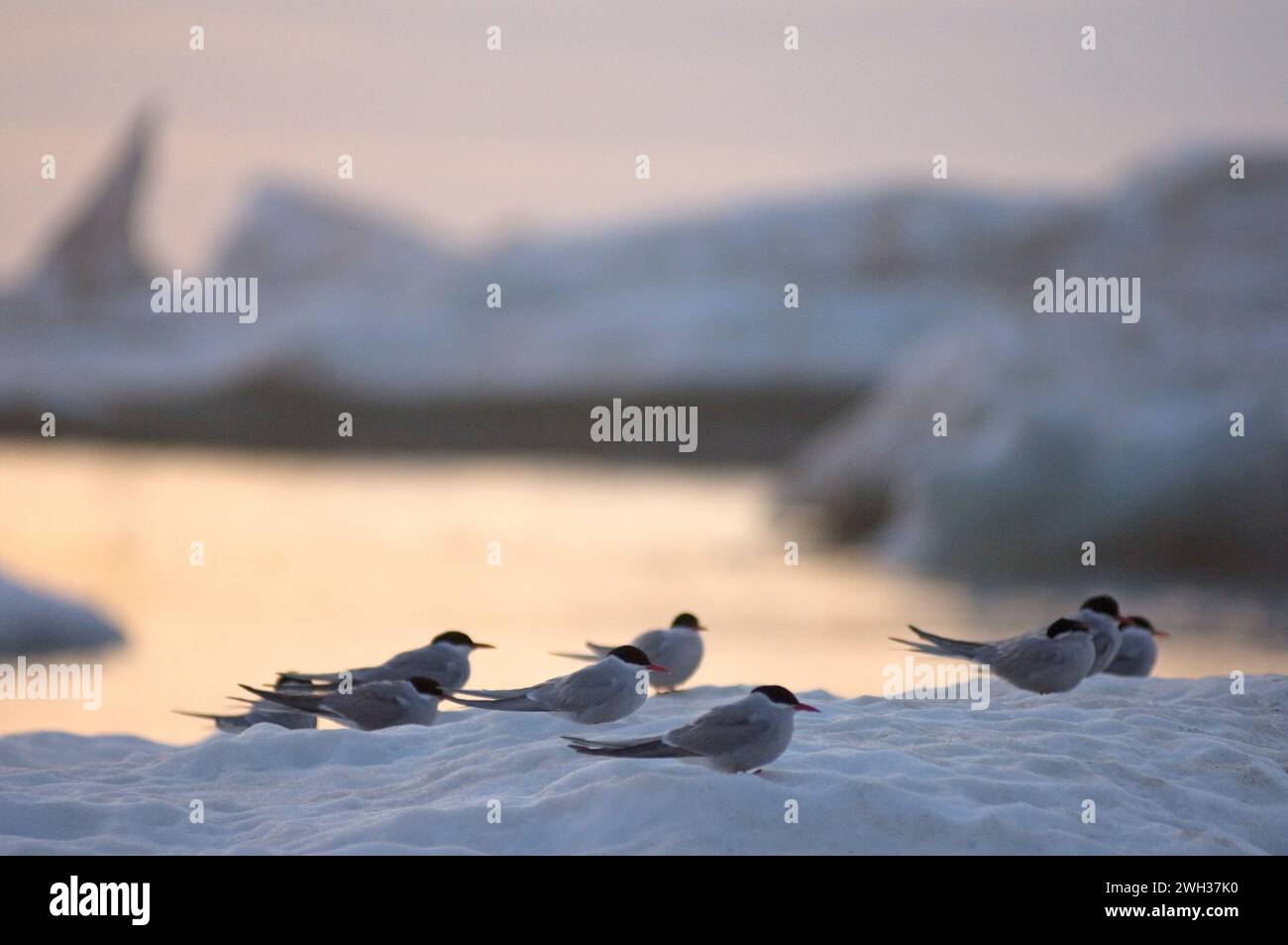 Arctic tern Sterna paradisaea in the beaufort sea around packice off ...
