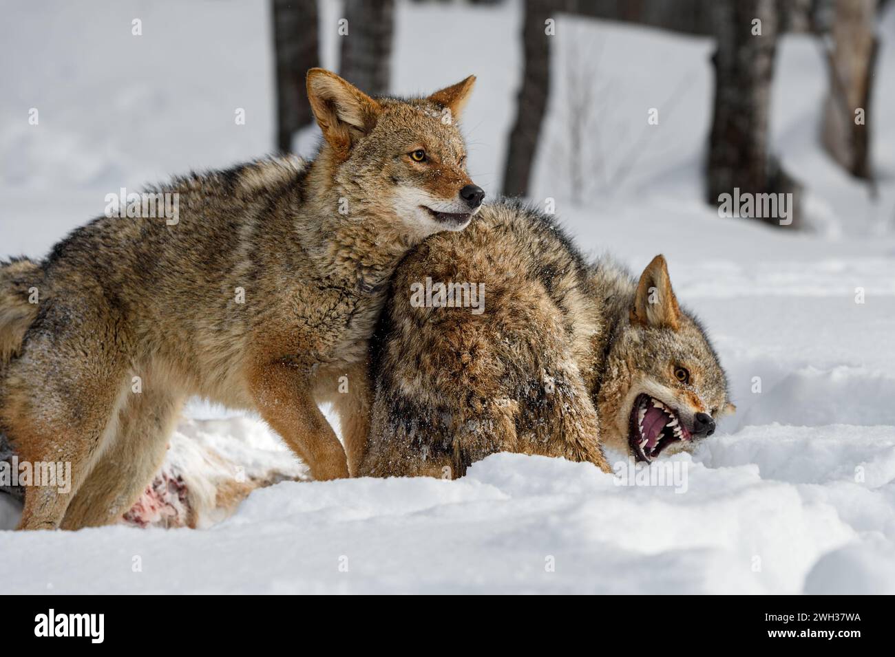 Coyotes (Canis latrans) Snapping and Snarling Winter - captive animals ...