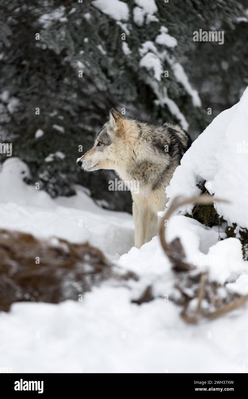 Grey Wolf (Canis lupus) Looks Left Behind Body of White-Tail Deer ...