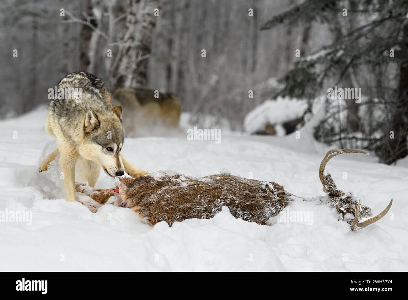 Grey Wolf (Canis lupus) Nibbles at Rear of White-Tail Deer Winter ...
