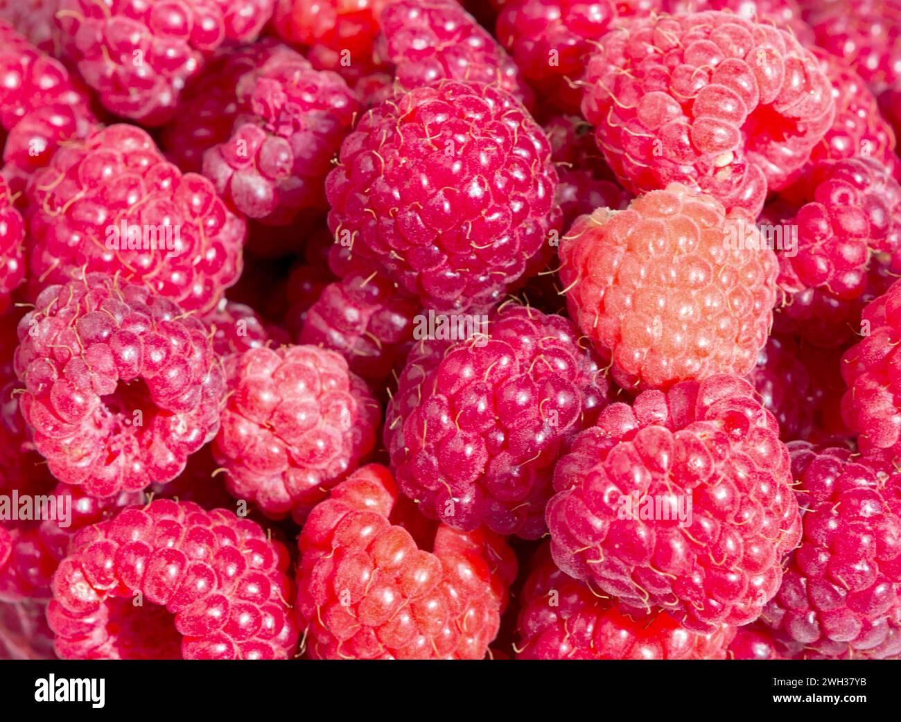 Raspberry. Top view raspberries set. Background of fresh sweet red ...