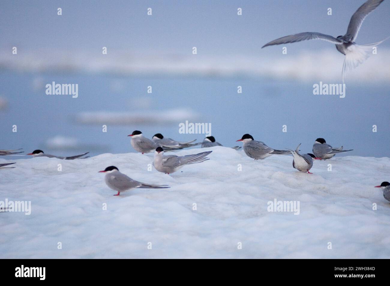 Arctic tern Sterna paradisaea in the beaufort sea around packice off ...