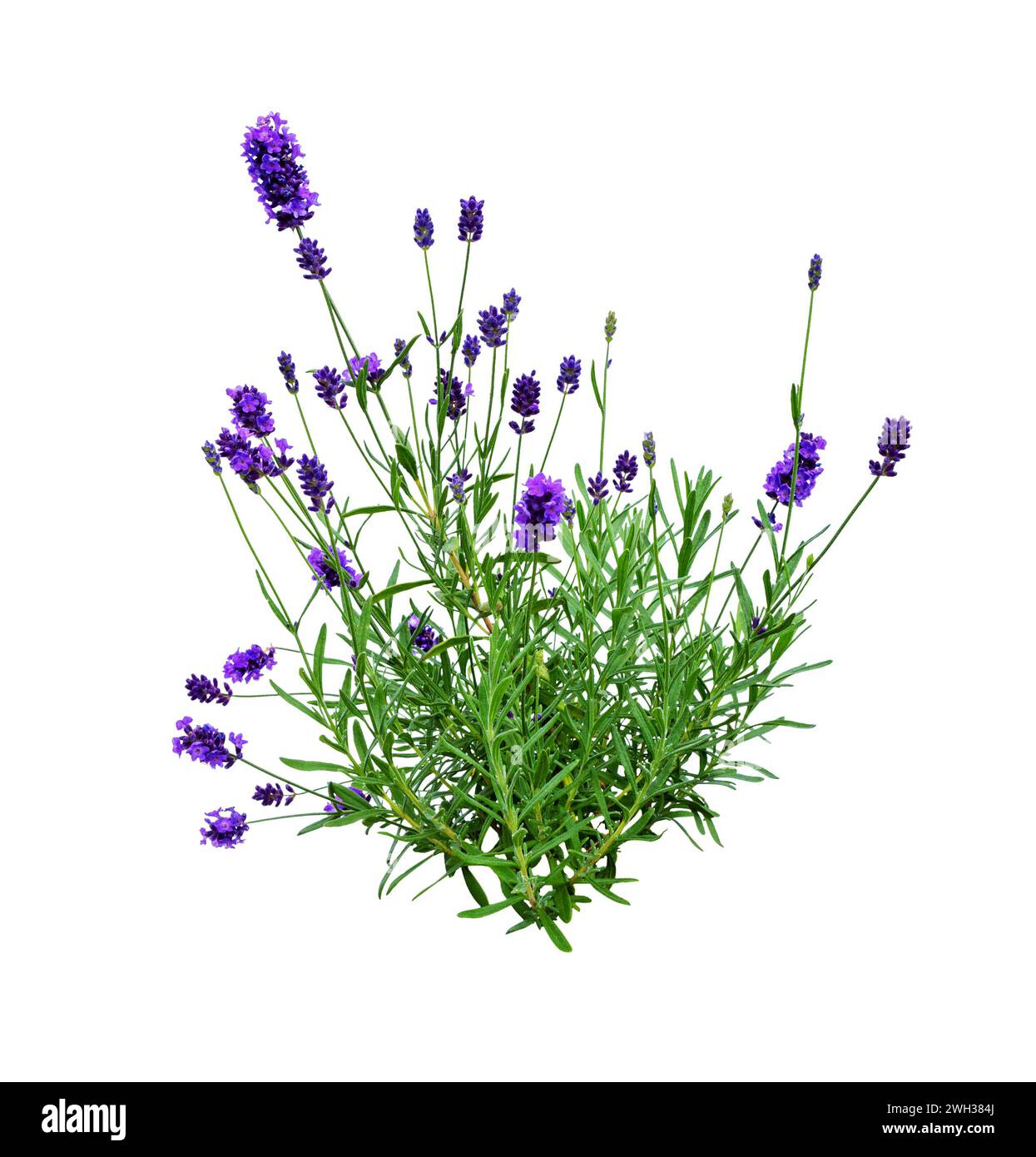 Rosemary flower hi-res stock photography and images - Alamy