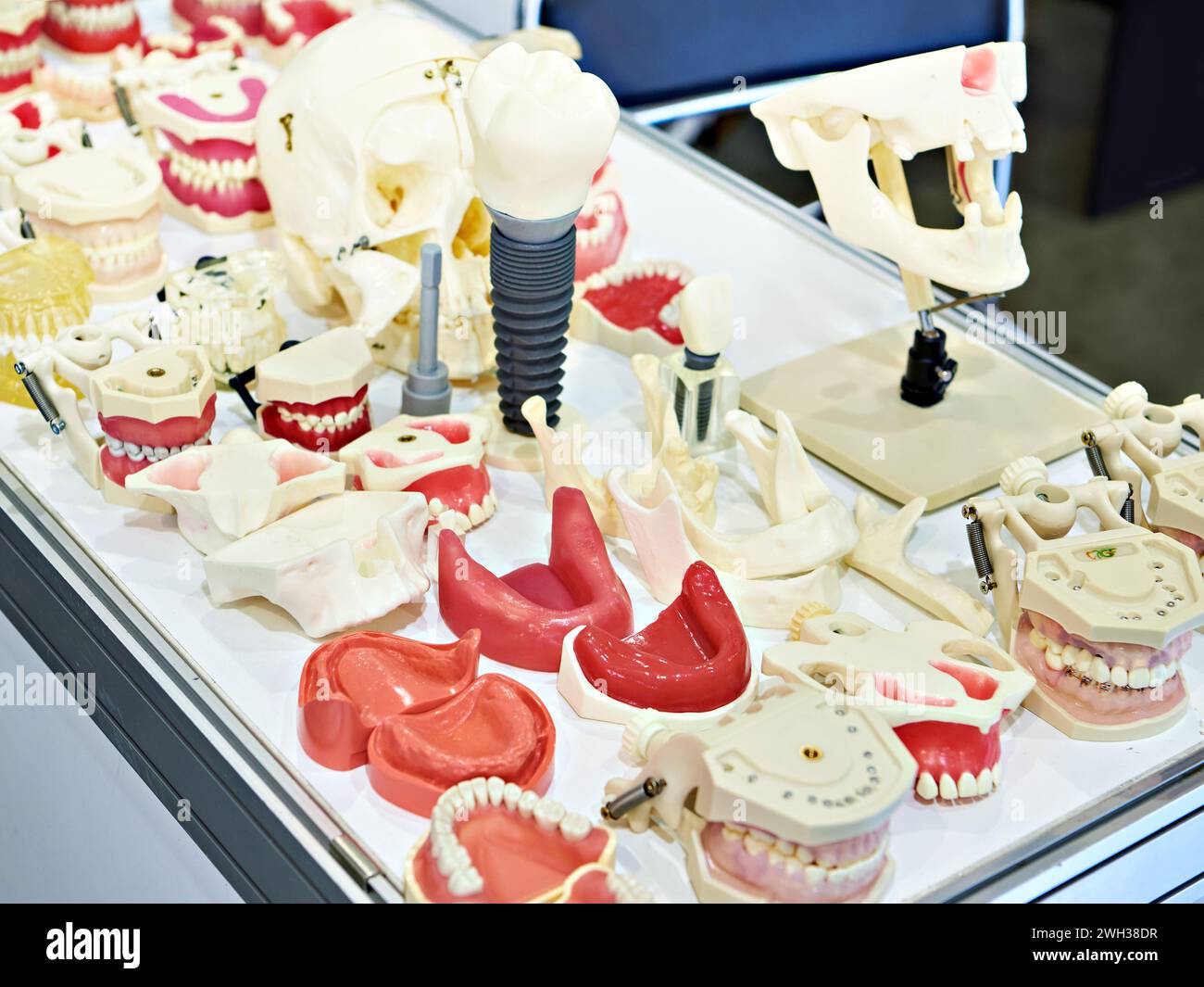 Anatomical models hi-res stock photography and images - Alamy
