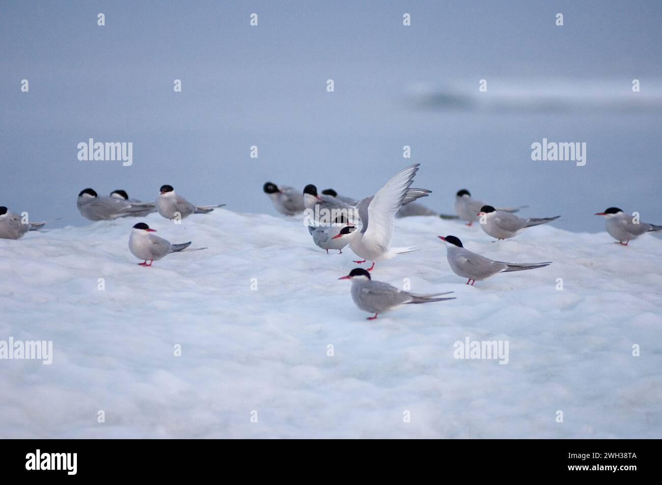 Arctic tern Sterna paradisaea in the beaufort sea around packice off ...