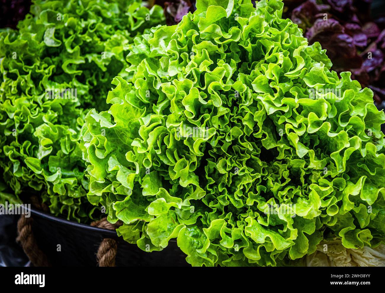 Lettuce closeup on display for customers to view. Bright vibrant colour ...