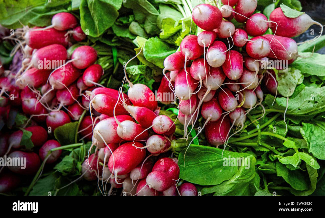 Red radishes closeup on display for customers to view. Bright and ...